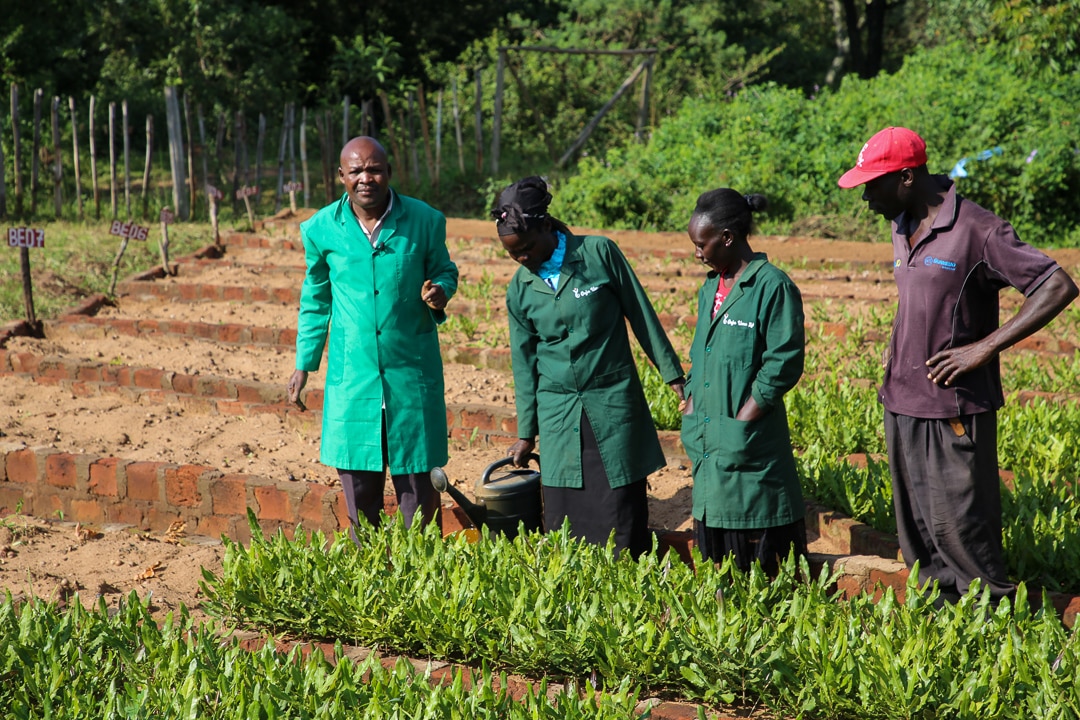 The Nutty Journey: Discovering the World of Macadamia Seedlings in ...